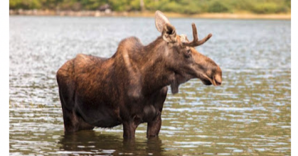 moose-not-loose-600x315w.png