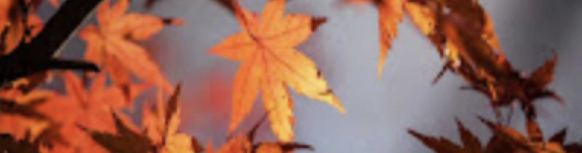 7368 View(s) Ideal Steel Hybrid